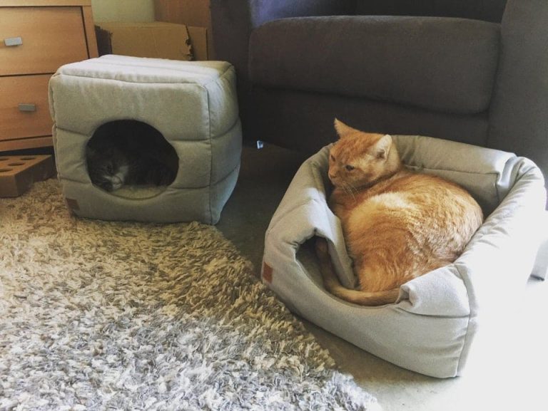 Breathtaking images demonstrate cats' peculiar behavior