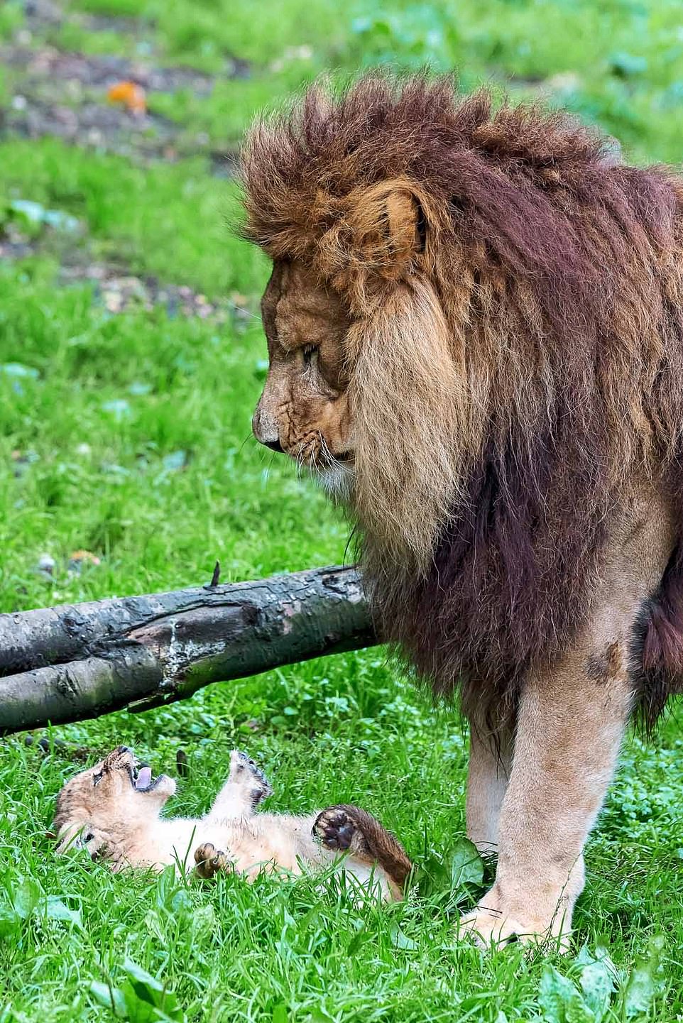 The Struggle of Singa the Lion to Take Care of His Babies While Mother ...