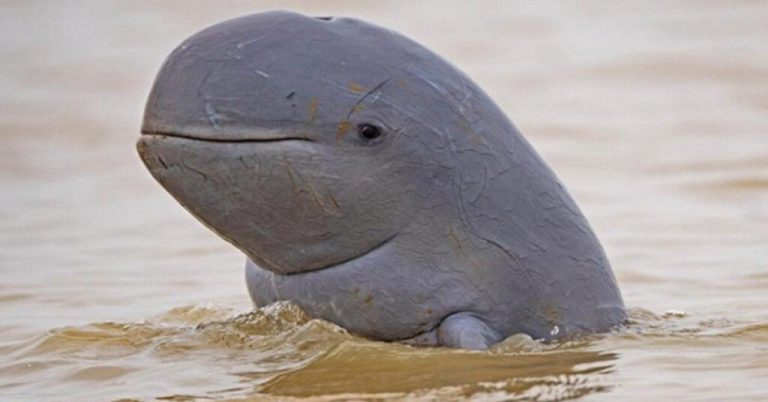 Irrawaddy Dolphins Are The Rarest Dolphin Species Discovered In ...