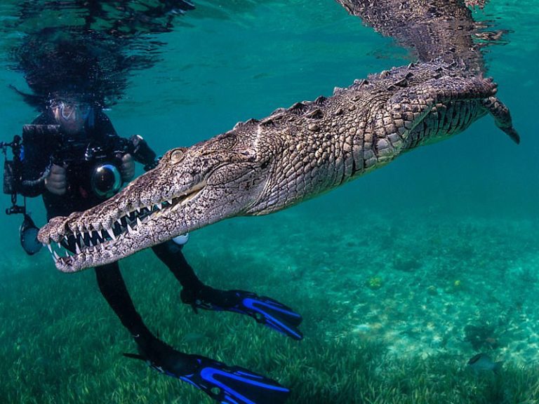 A Fearless Snorkeler Takes Amazing Photos of a Dangerous Crocodile