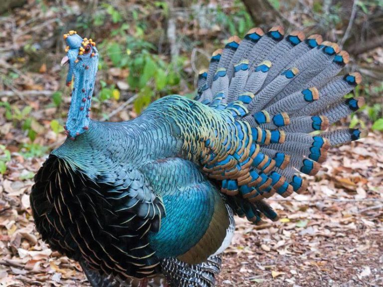 You can't look away from this ocellated turkey with its orange head ...
