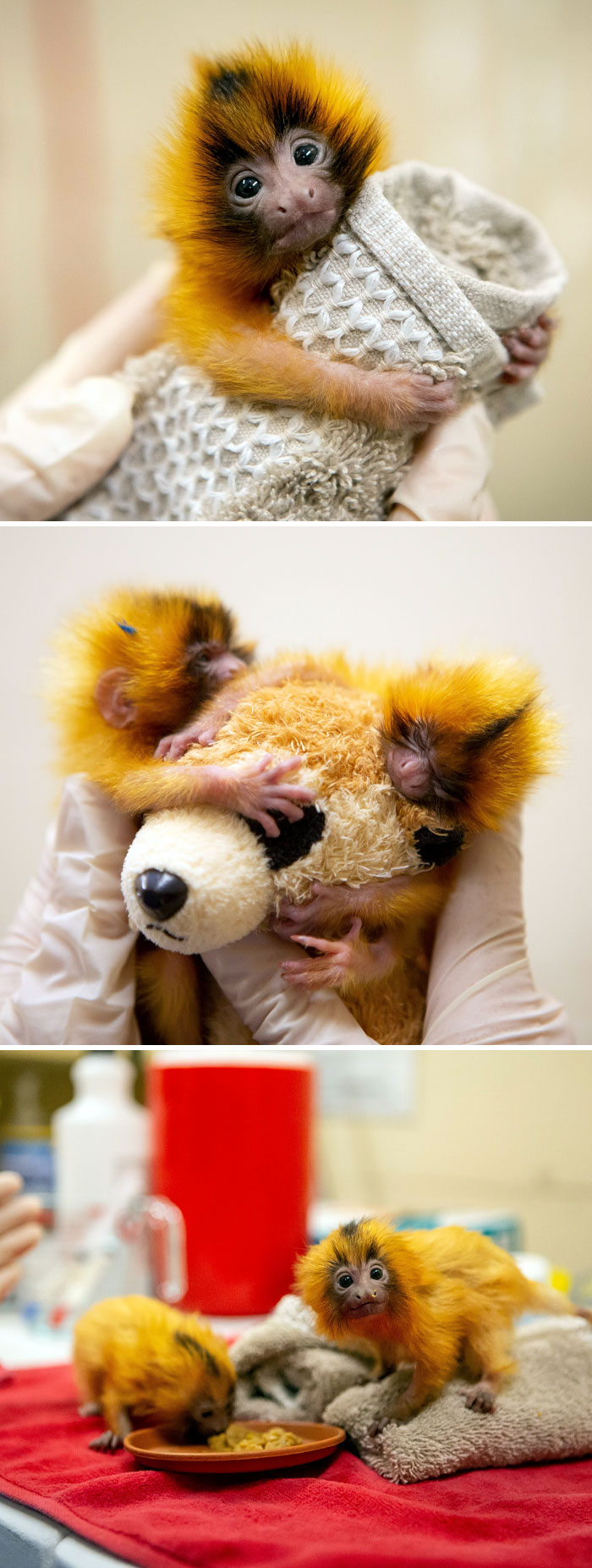 50 Cutest Baby Animals Ever To Grace The Internet (New Photos)