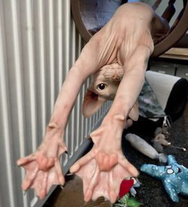 30 of the Most Uniquely Designed Animal Feet in the Animal