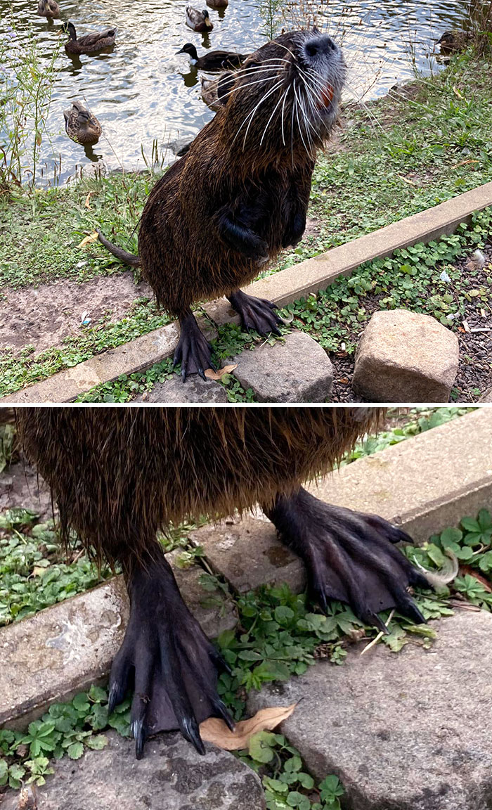 30 of the Most Uniquely Designed Animal Feet in the Animal