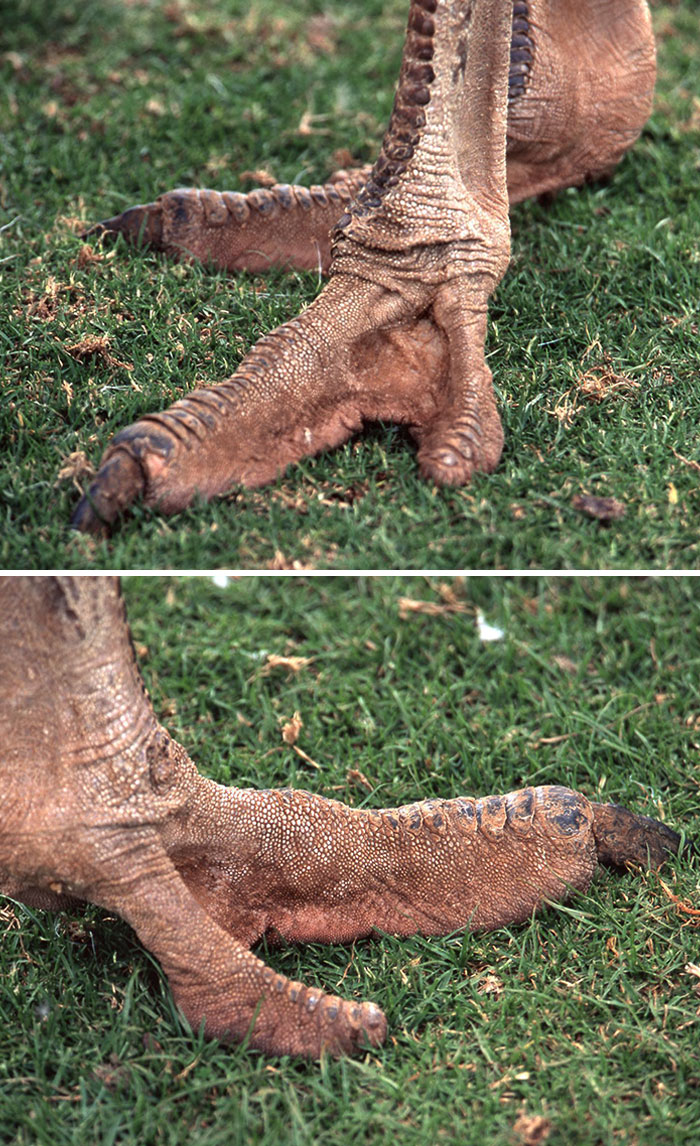 30 of the Most Uniquely Designed Animal Feet in the Animal