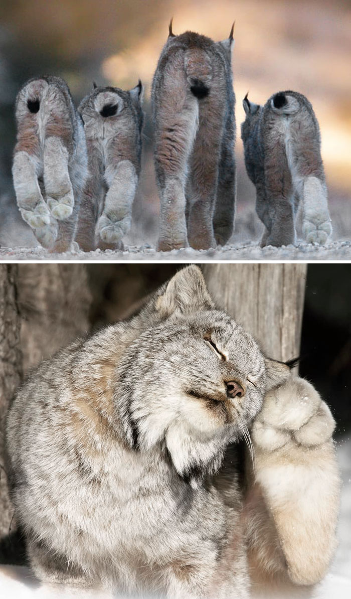 30 of the Most Uniquely Designed Animal Feet in the Animal