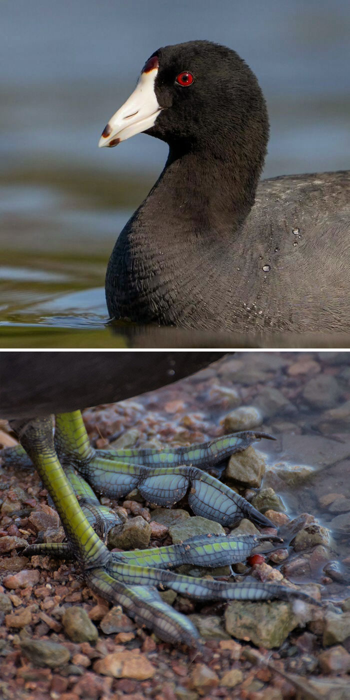 30 of the Most Uniquely Designed Animal Feet in the Animal