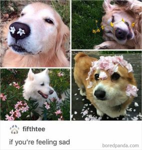 30 Side-Splitting Memes to Lift You Up and Break You Down